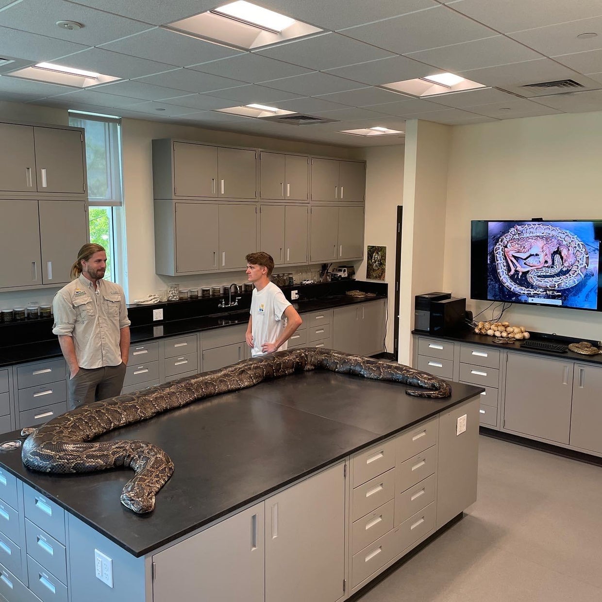 Florida team hauls in 18-foot, 215-pound Burmese python - CBS News