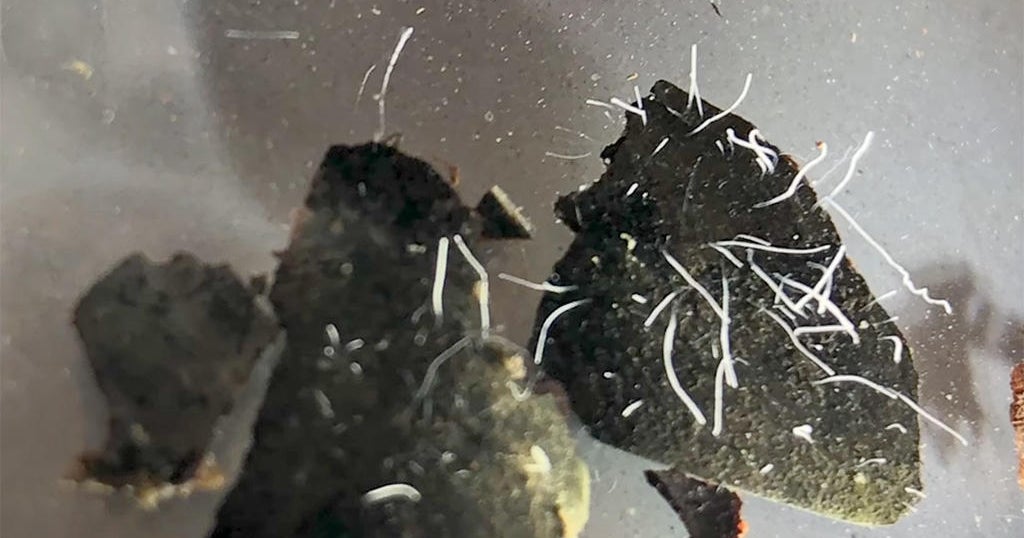 Gigantic, half-inch-long bacteria identified by team led by Bay Area ...