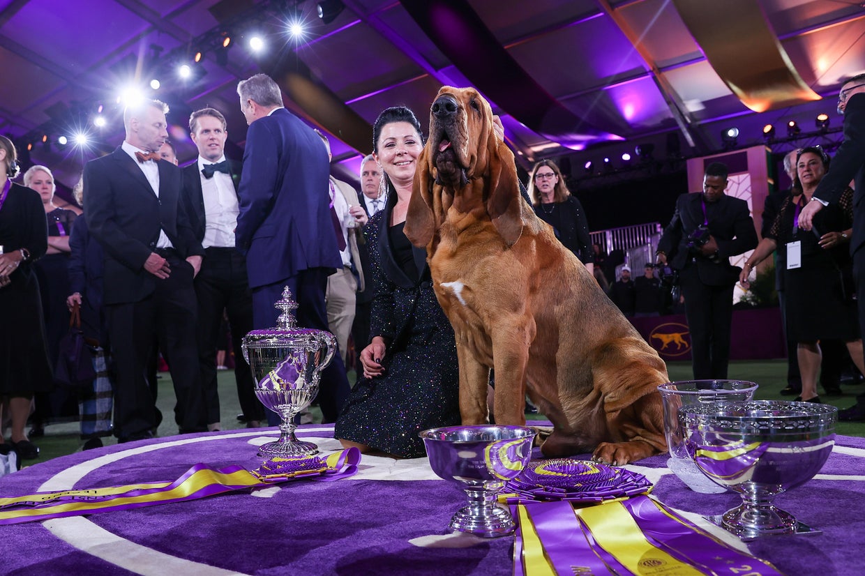 Trumpet, 1st bloodhound to win Westminster show, tours New York City ...