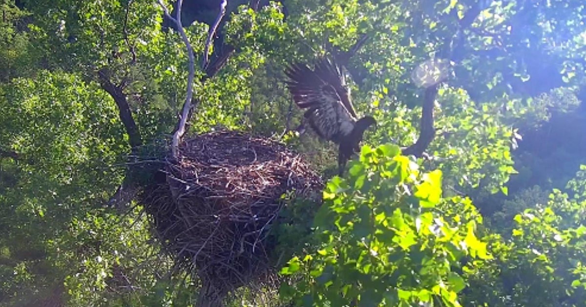 Eaglet takes first flight on DNR EagleCam - CBS Minnesota