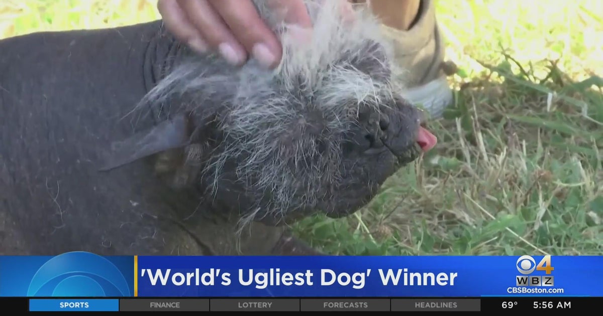 "World's Ugliest Dog" winner crowned - CBS Boston