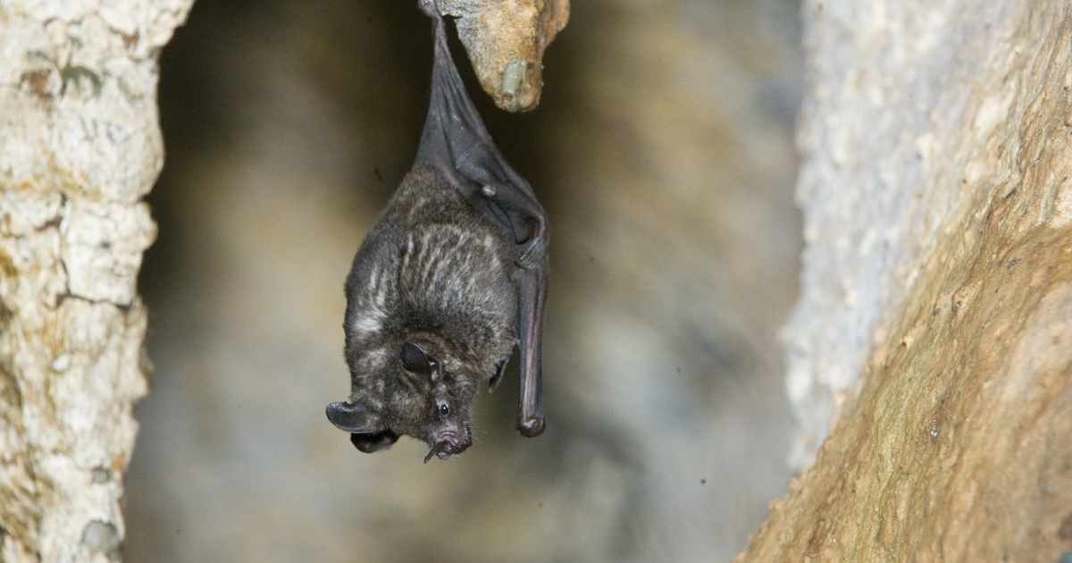 Maryland Zoo Adds 150 Bats, More Than Quadrupling Population - CBS ...