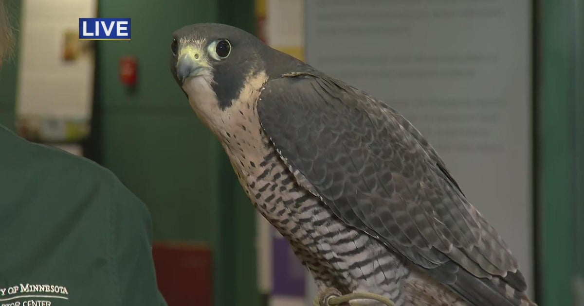 Raptor Center open for tours again - CBS Minnesota