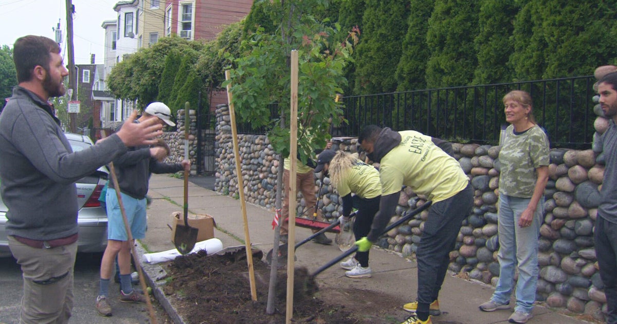 It Happens Here: "Tree Eastie" bringing more shade to East Boston - CBS ...