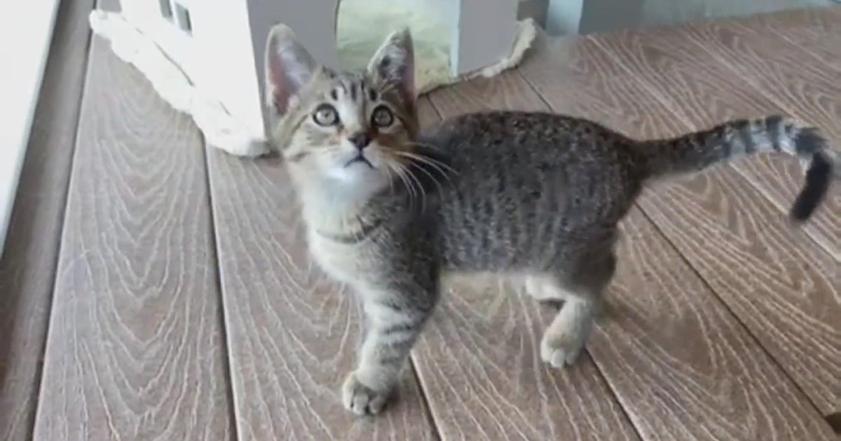 PAWS Pet of the Week -- Jeff - CBS Chicago