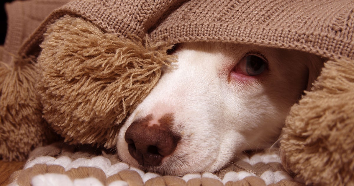 How To Keep Your Animals Calm And Safe This July 4 - CBS Sacramento