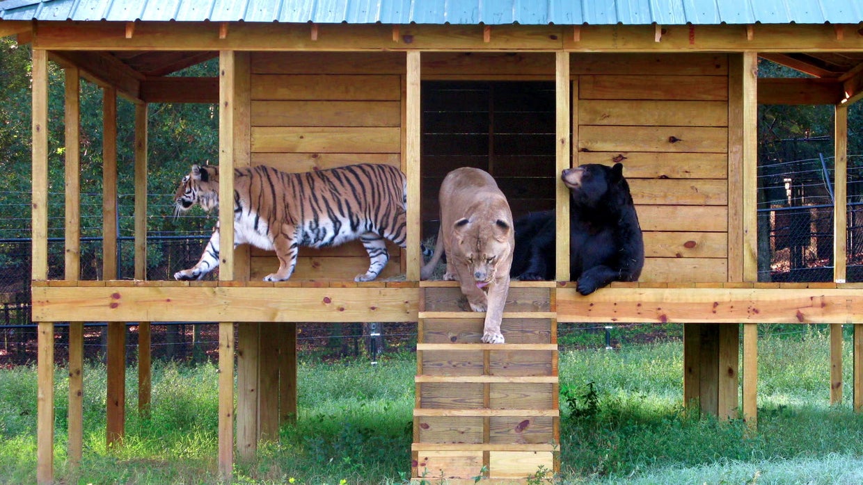 Remarkable friendships from the animal world - CBS News