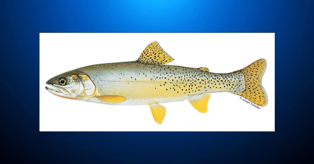 Yellowfin cutthroat last seen in Colorado at turn of 20th century - CBS ...
