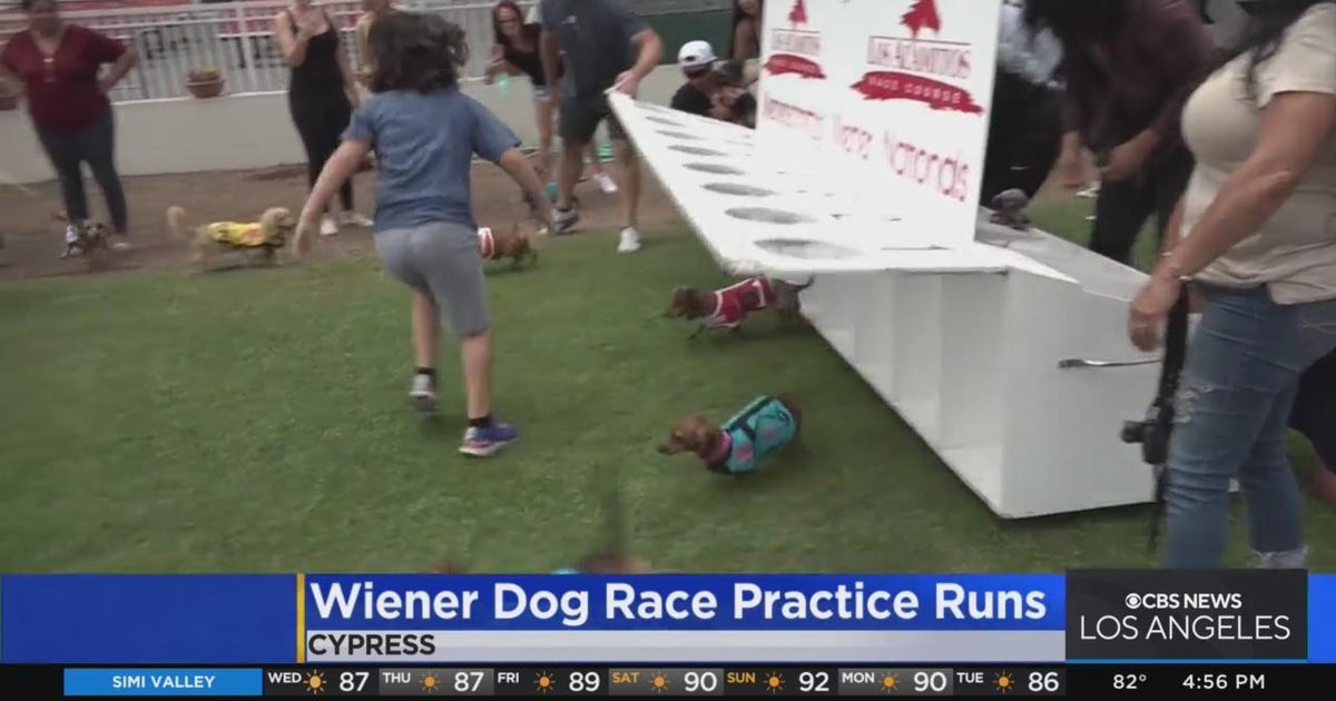 Ready, set, go! Weiner dogs prepare for annual Weinerschnitzel race ...