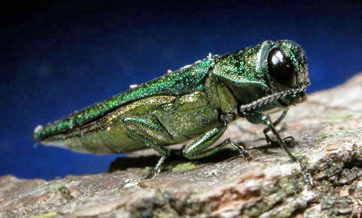 Invasive emerald ash borer found in Oregon: "The most destructive and ...