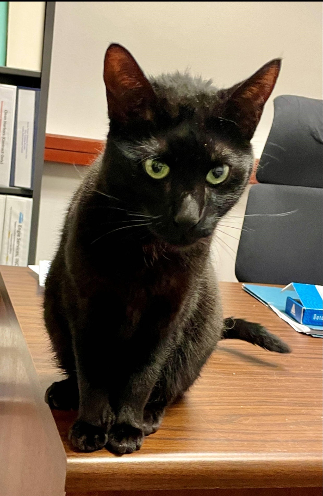 Missing cat Rowdy found safe after weeks roaming Logan Airport - CBS Boston