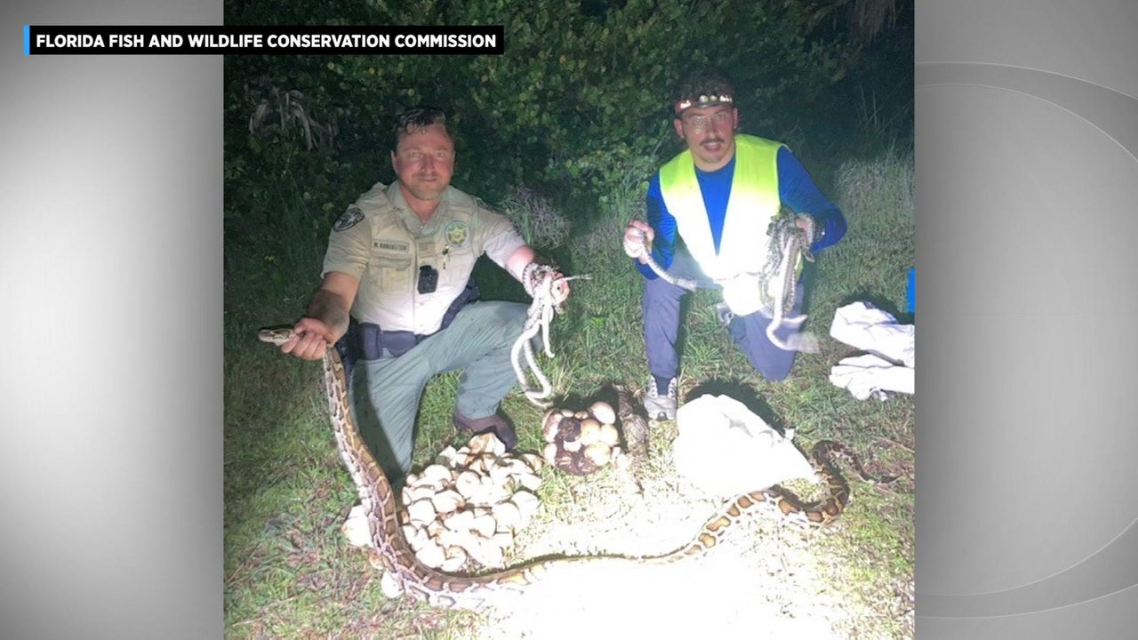 Burmese Python news - Today’s latest updates - CBS Miami