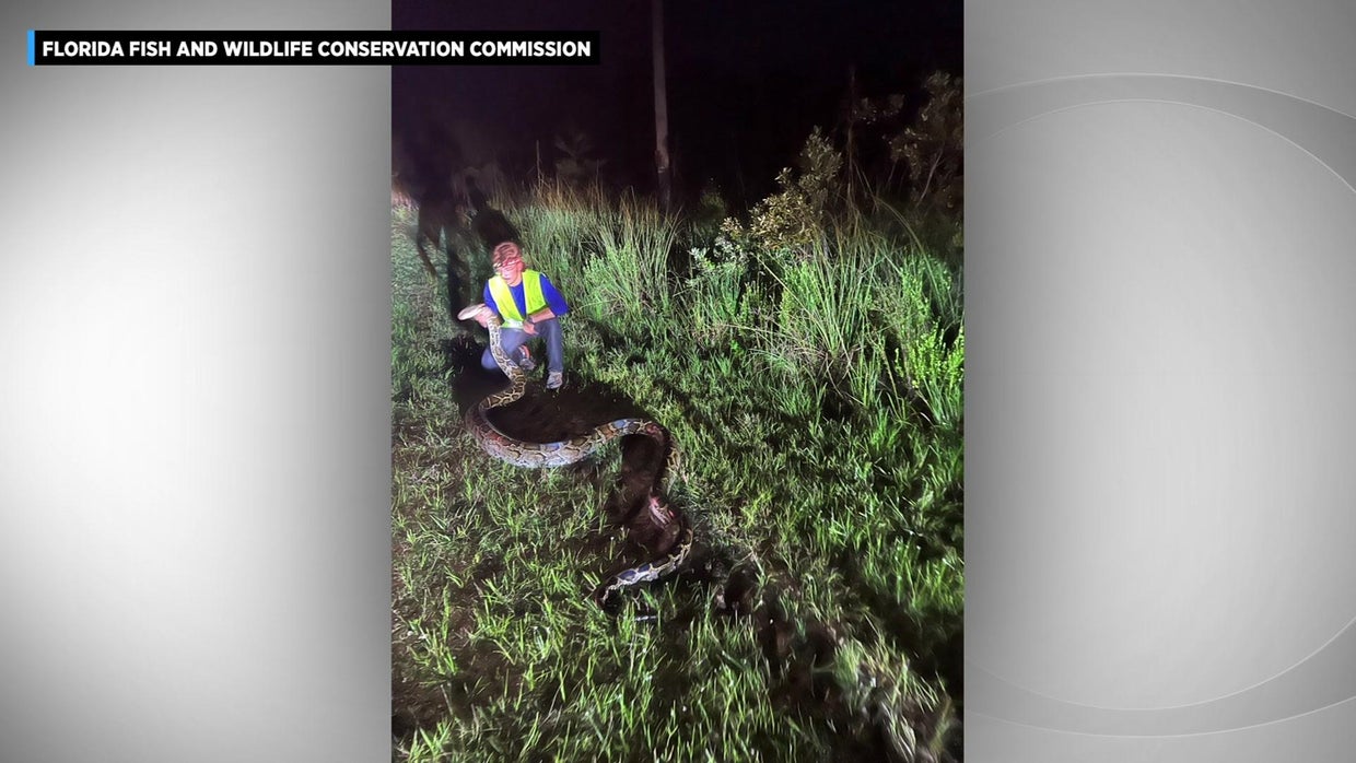 Slithery Surprise: Mama pythons, nests discovered in Big Cypress ...