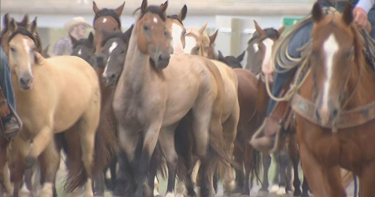 'World's Largest Outdoor Rodeo': Thousands flock to return of Cheyenne ...