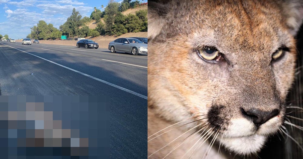 Body of 2-year-old mountain lion found on shoulder of 101 Freeway in ...