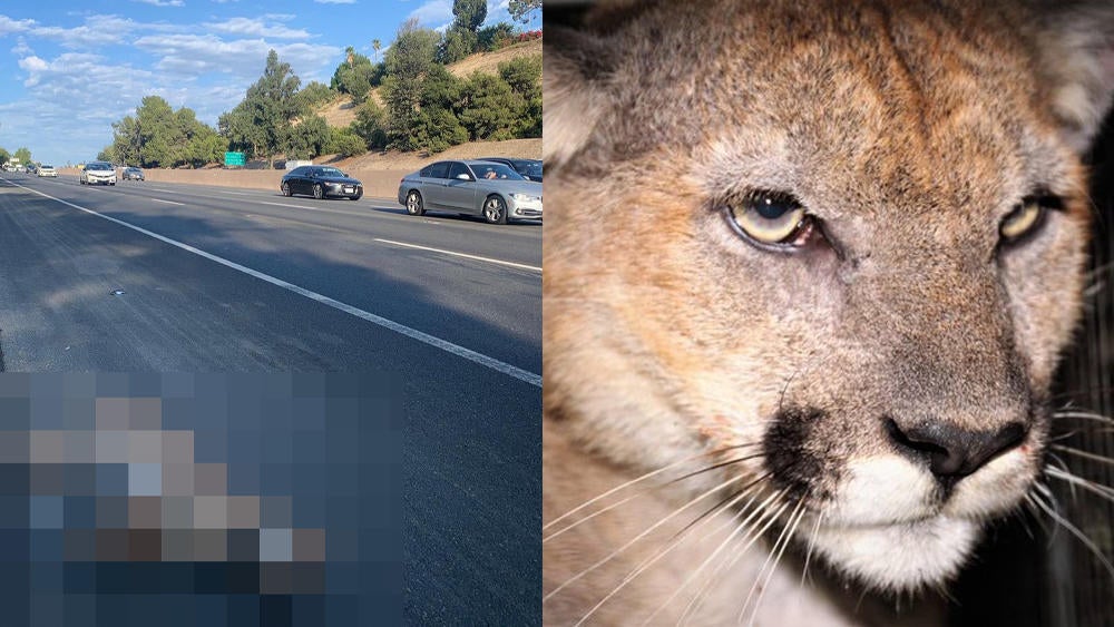 Body of 2-year-old mountain lion found on shoulder of 101 Freeway in ...