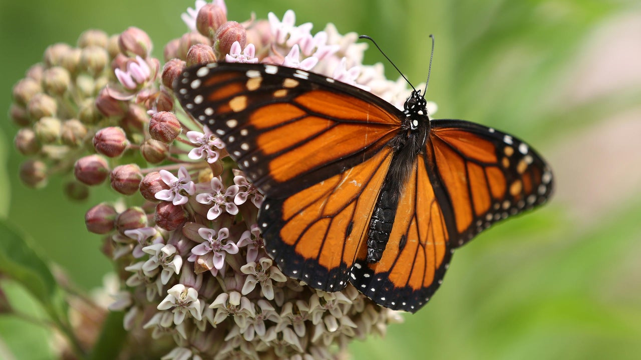 Monarch Butterfly news - Today’s latest updates - CBS Minnesota