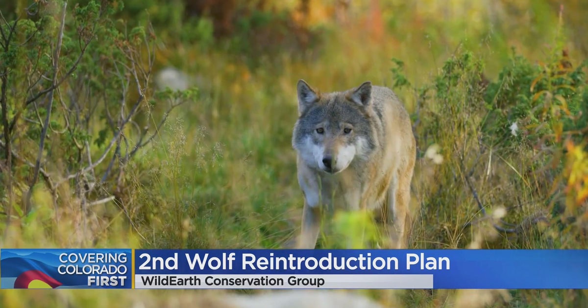 Wildlife experts push for a wolf restoration plan - CBS Colorado