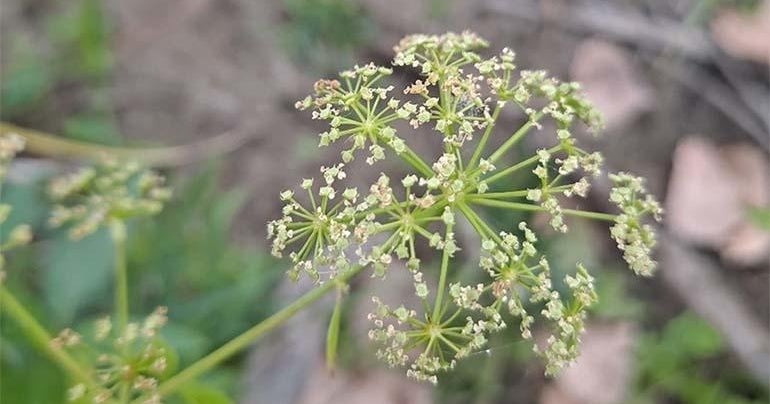 Extremely toxic water hemlock plant found near White Rock Lake - CBS Texas
