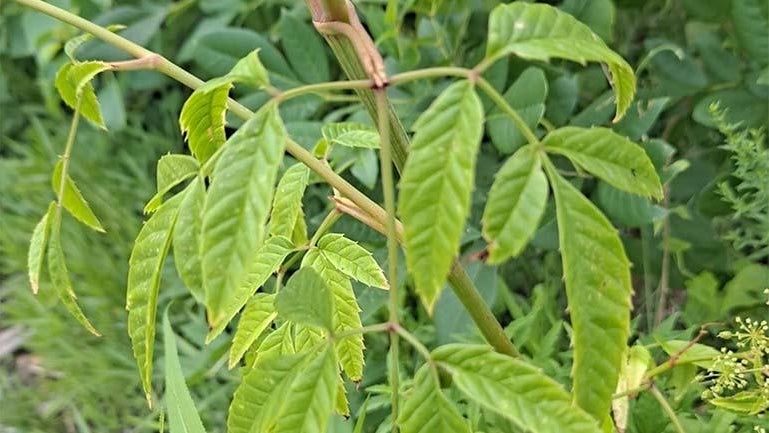Extremely toxic water hemlock plant found near White Rock Lake - CBS Texas