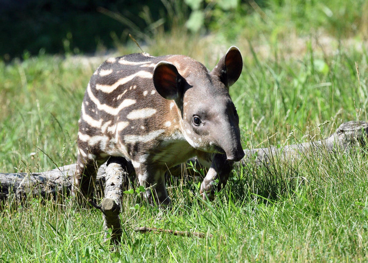 2-month-old South American Tapir calf now outdoors at Brookfield Zoo ...