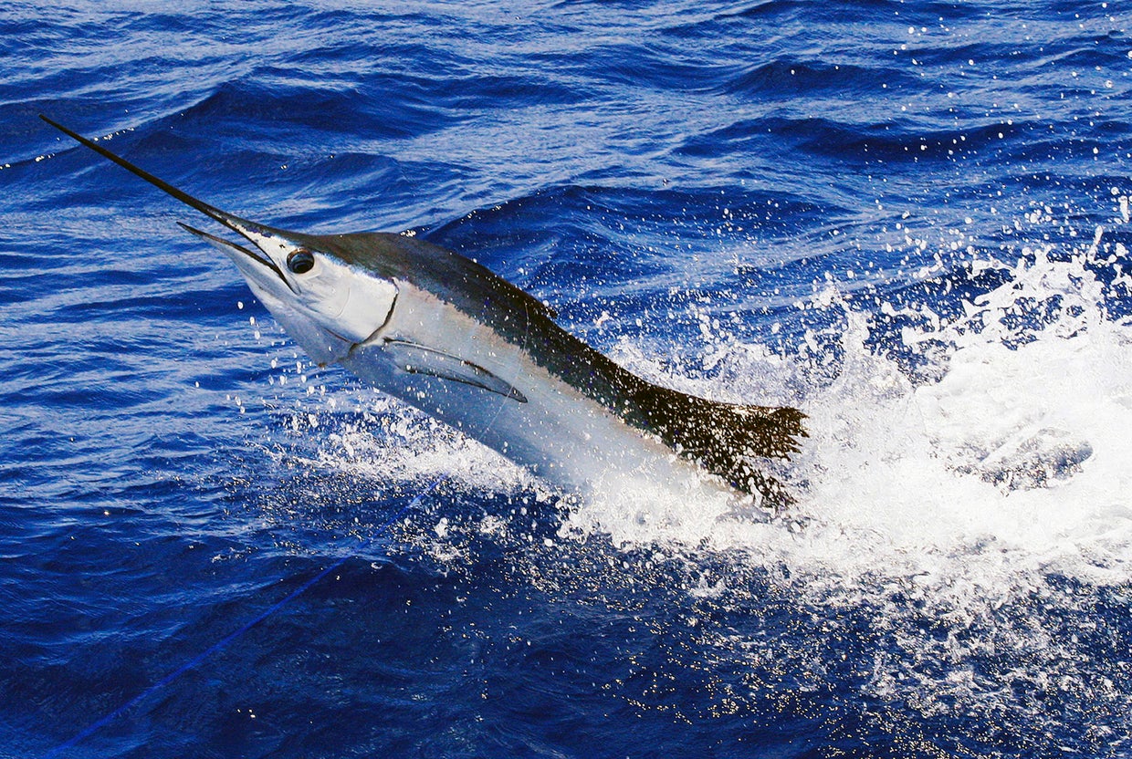 100-pound sailfish leaps out of water, stabs woman on boat off Florida ...