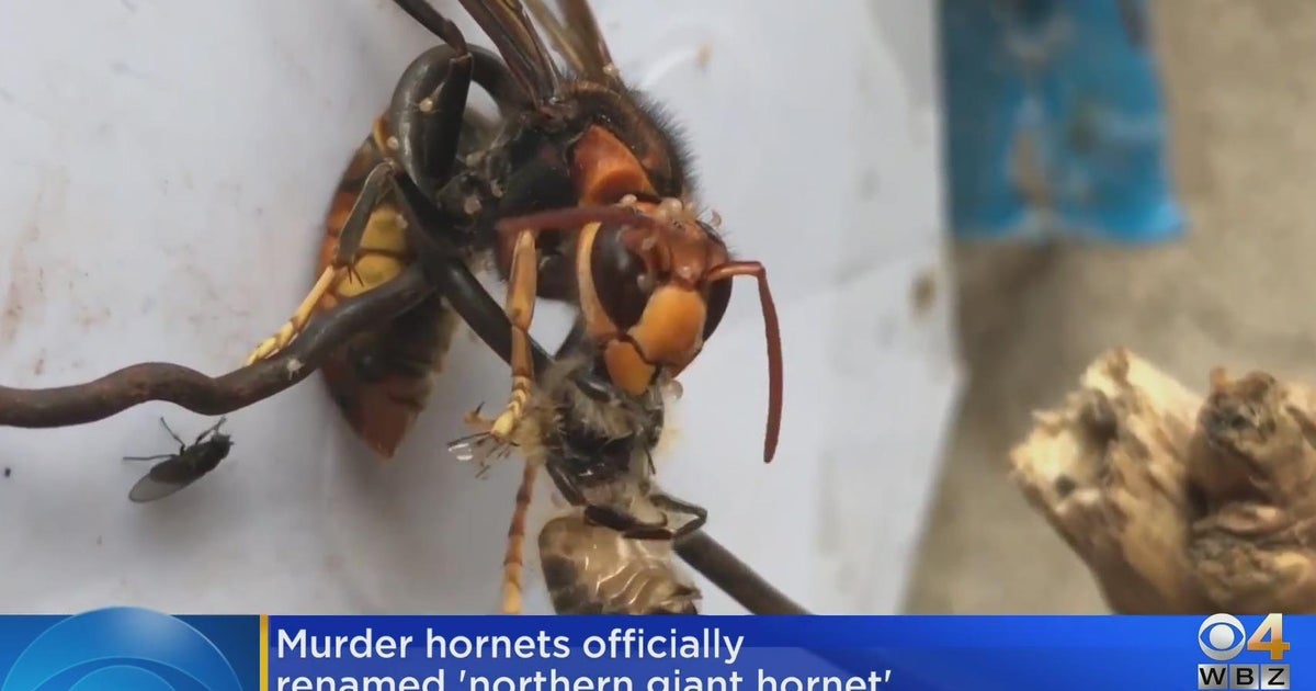 Murder hornets given new name - CBS Boston