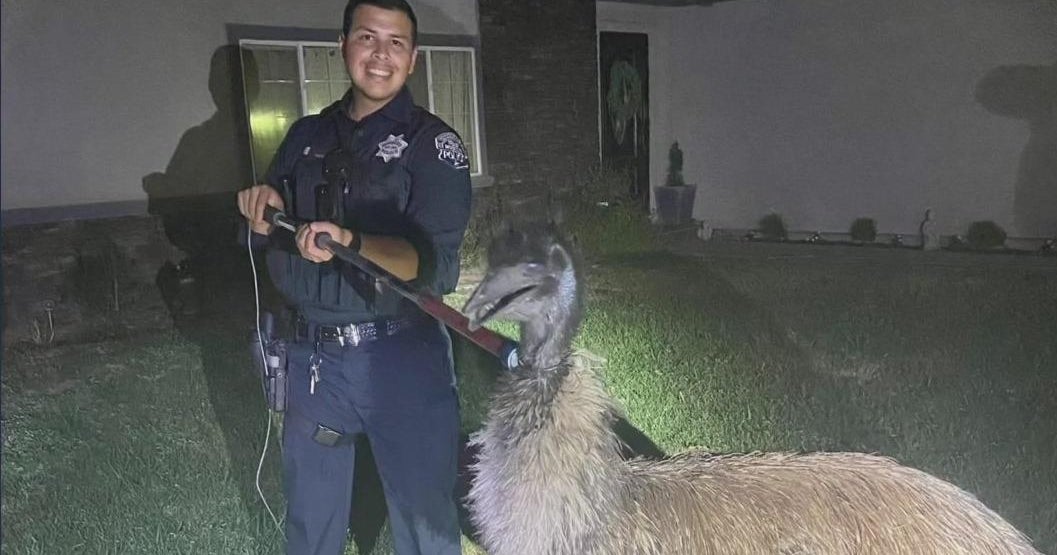 Modesto Police Officer Catches Emu - CBS Sacramento