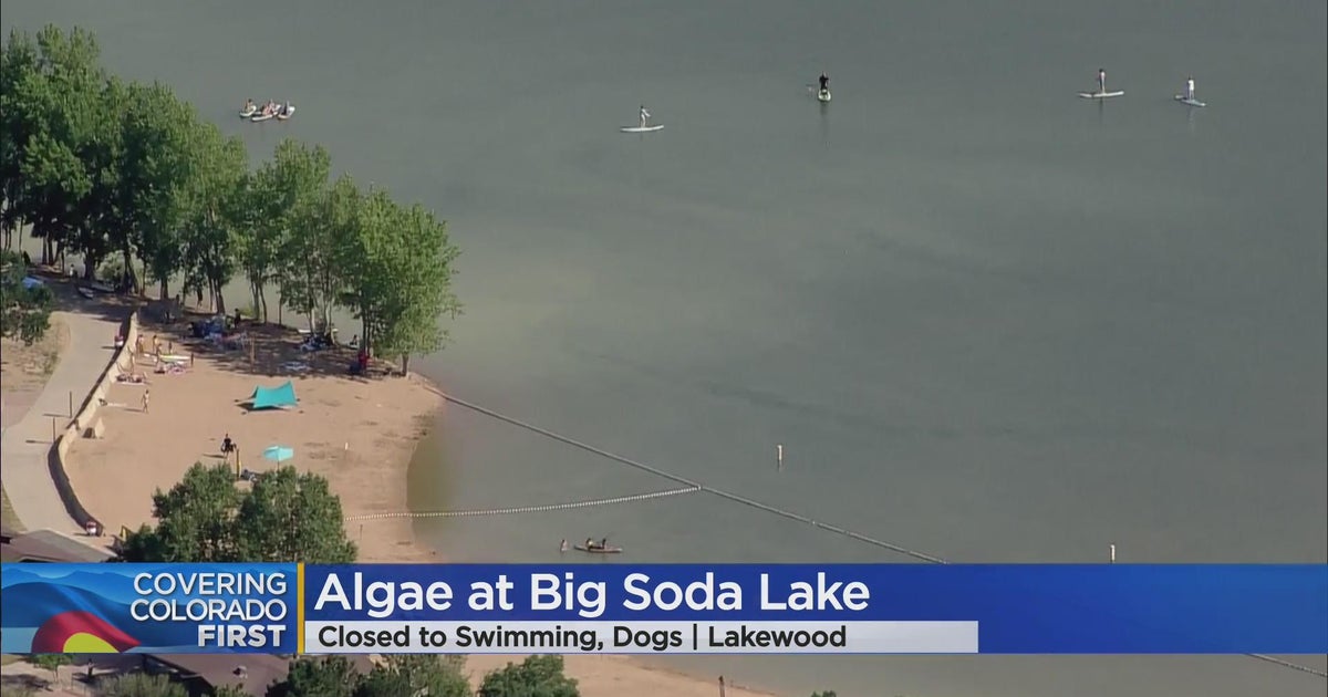 Blue-green algae means Big Soda Lake off limits to swimmers - CBS Colorado