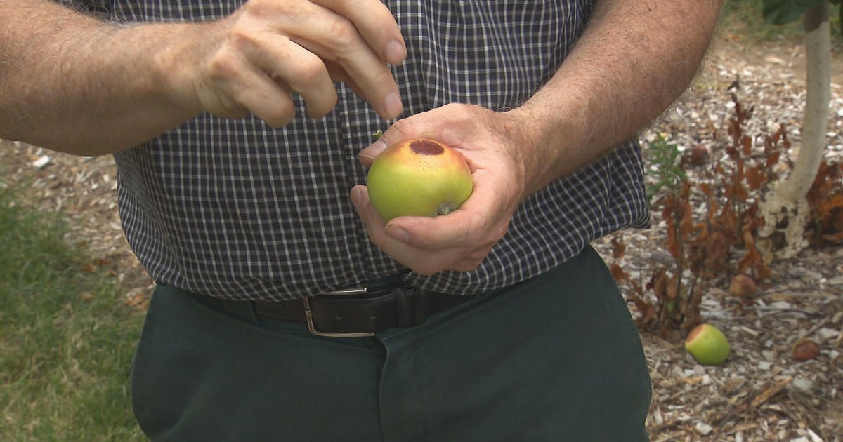 Sunburned apples among problems for Massachusetts farmers 'pushed to ...