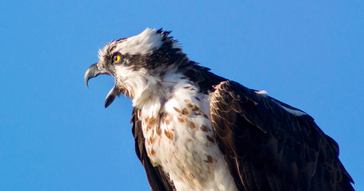 Birds of prey find unlikely home in Annapolis mall parking lot - CBS ...