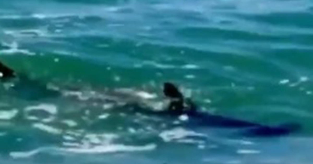 Video shows hammerhead shark feeding right off Nantucket beach - CBS Boston