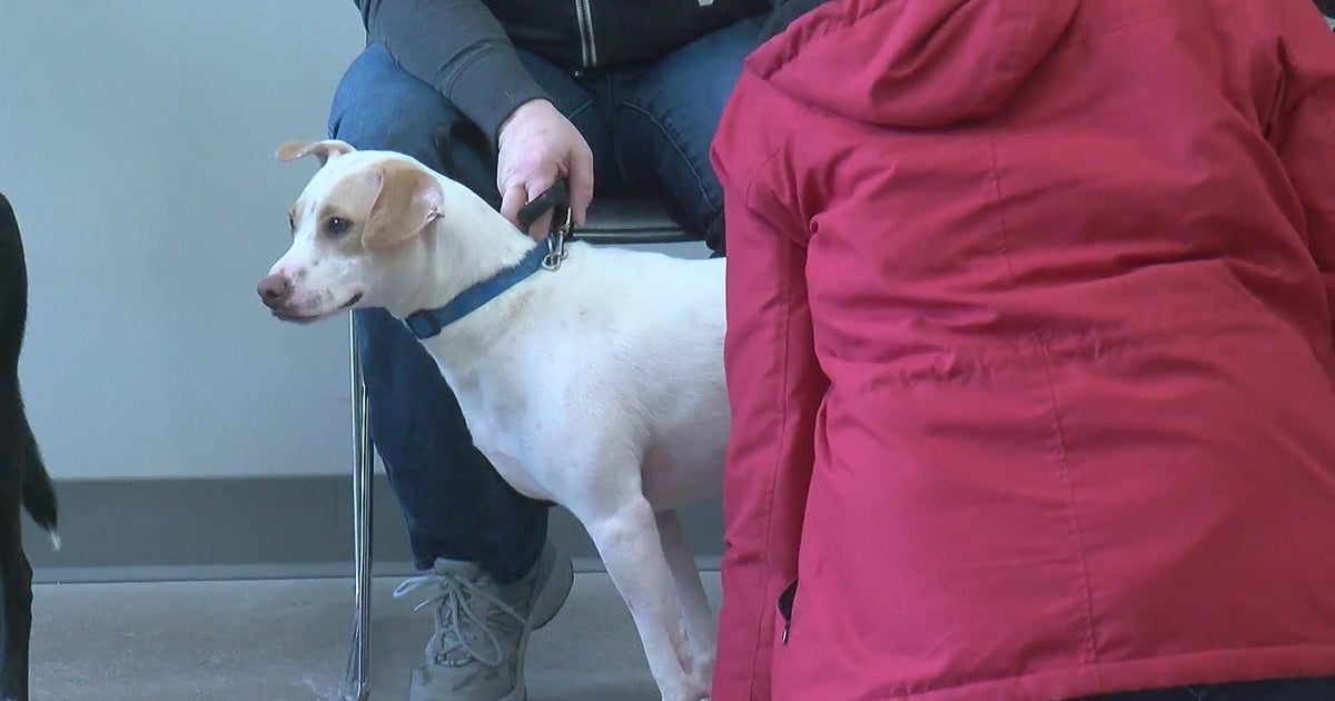 Secondhand Hounds helping pets affected by flooding in Kentucky - CBS ...