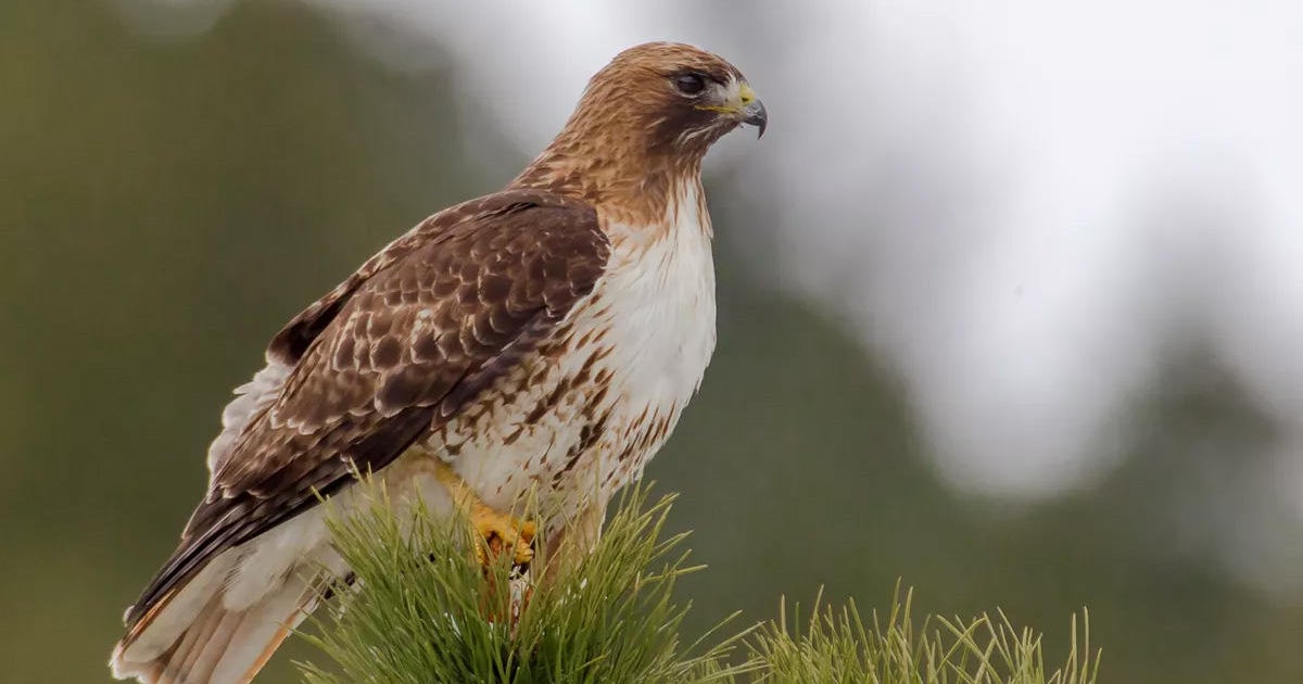 Nesting raptors get added protection in Rocky Mountain National Park ...
