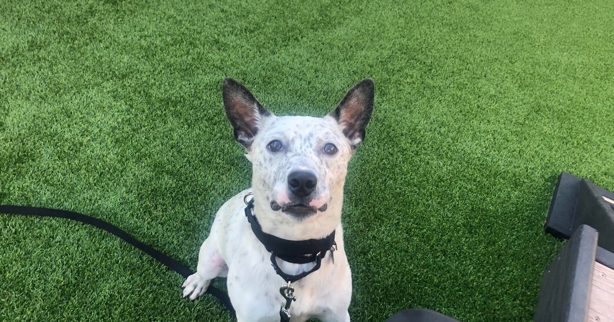 PAWS Pet of the Week: Smitty - CBS Chicago