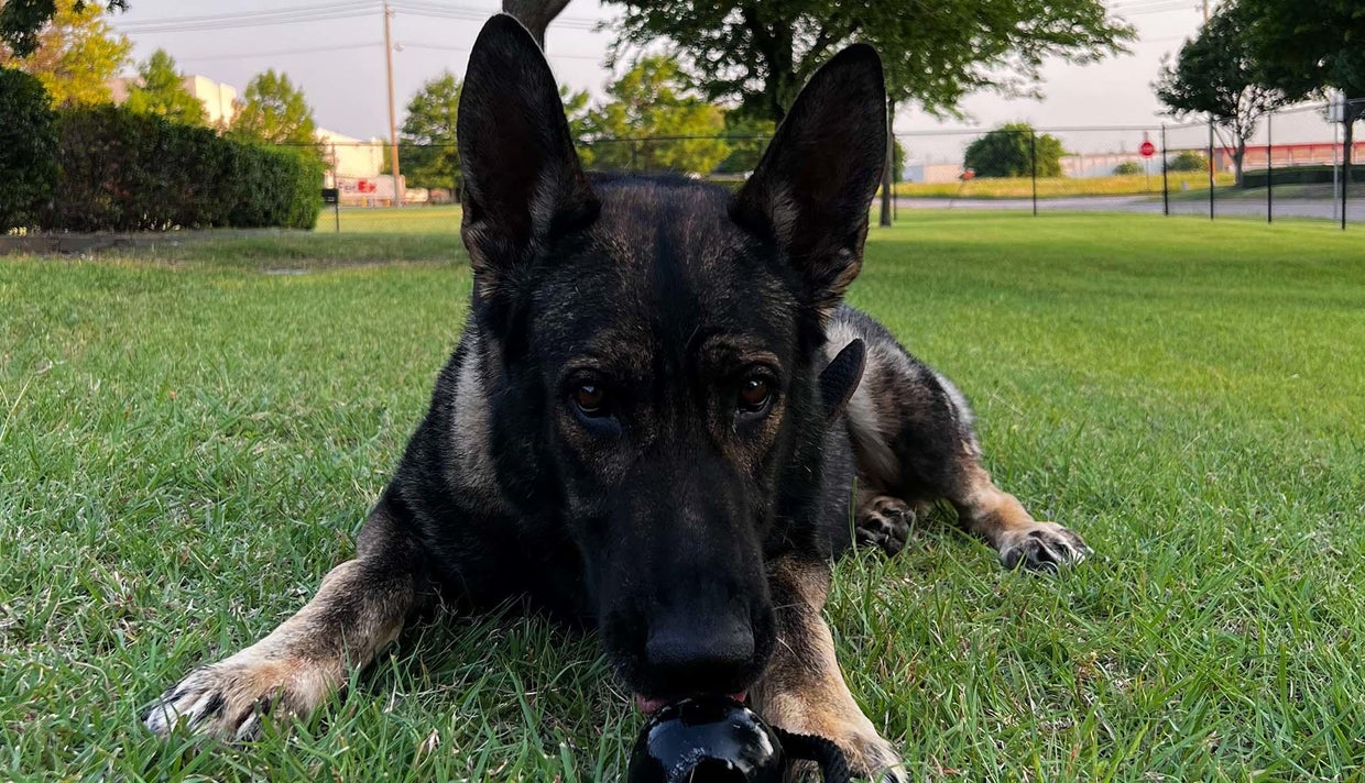 Dallas police department K9 Aygo tracks down sexual assault suspect ...