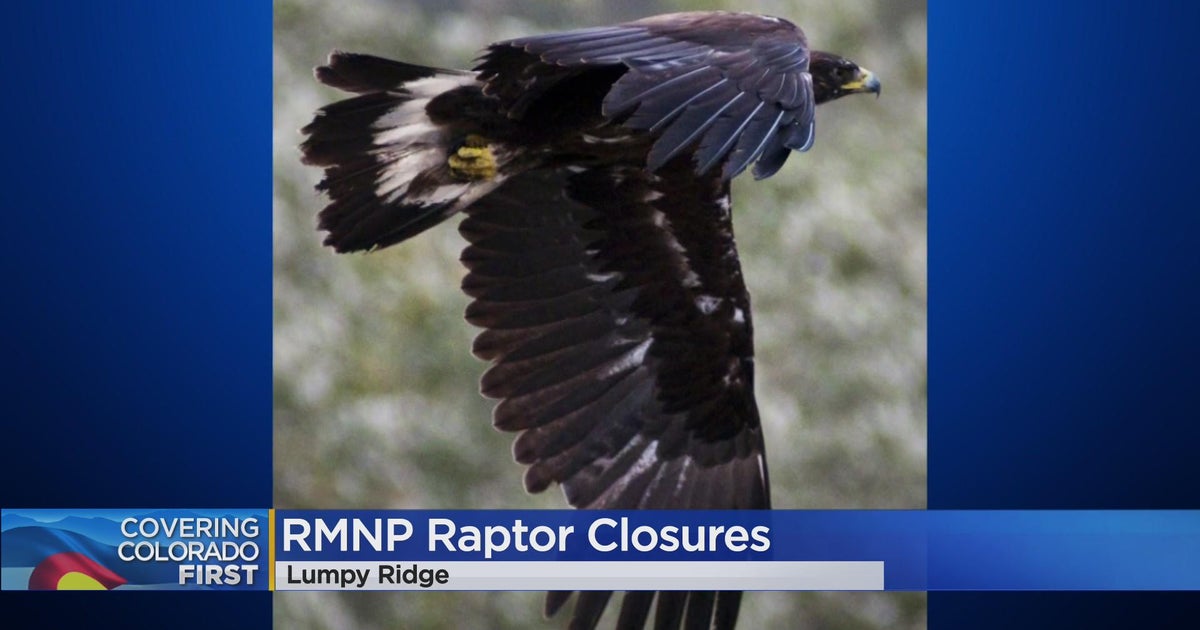 Nesting raptors get added protection in Rocky Mountain National Park ...