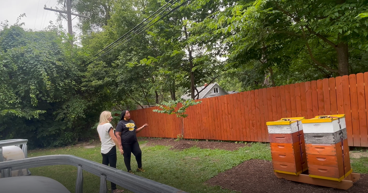 Science of Weather: Detroit Hives - CBS Detroit