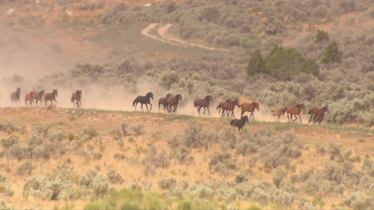 761 wild horses removed from Colorado's Piceance East Douglas herd area ...