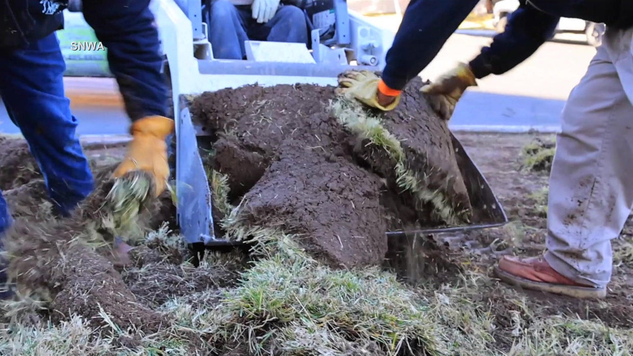 Due to climate change, Nevada says goodbye to grass - CBS News