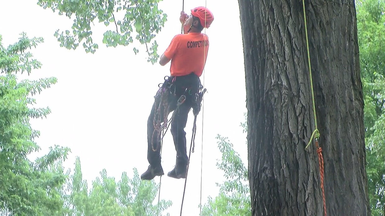 Elite tree climbers compete in St. Paul - CBS Minnesota