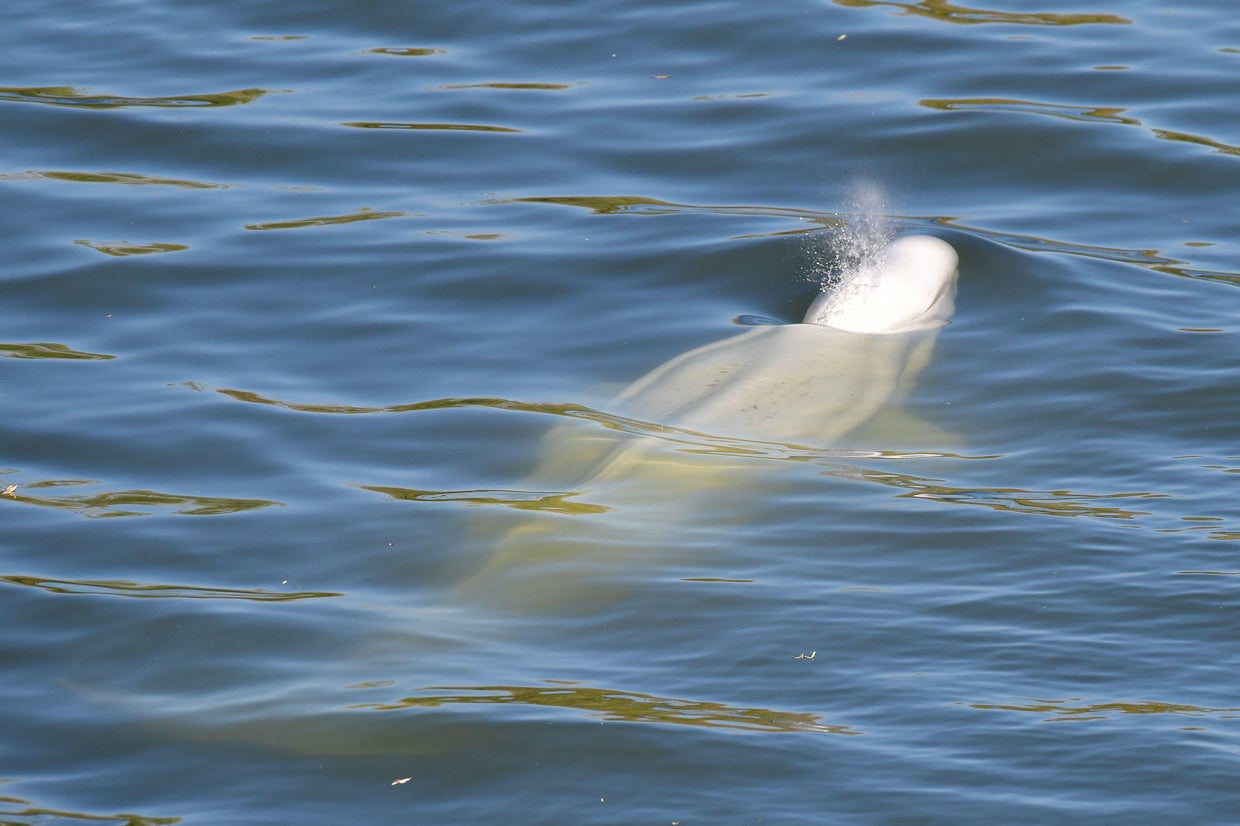 Beluga whale dies during rescue attempt after becoming stranded in ...
