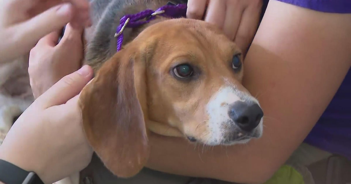 South Elgin organization rescues 100 beagles - CBS Chicago