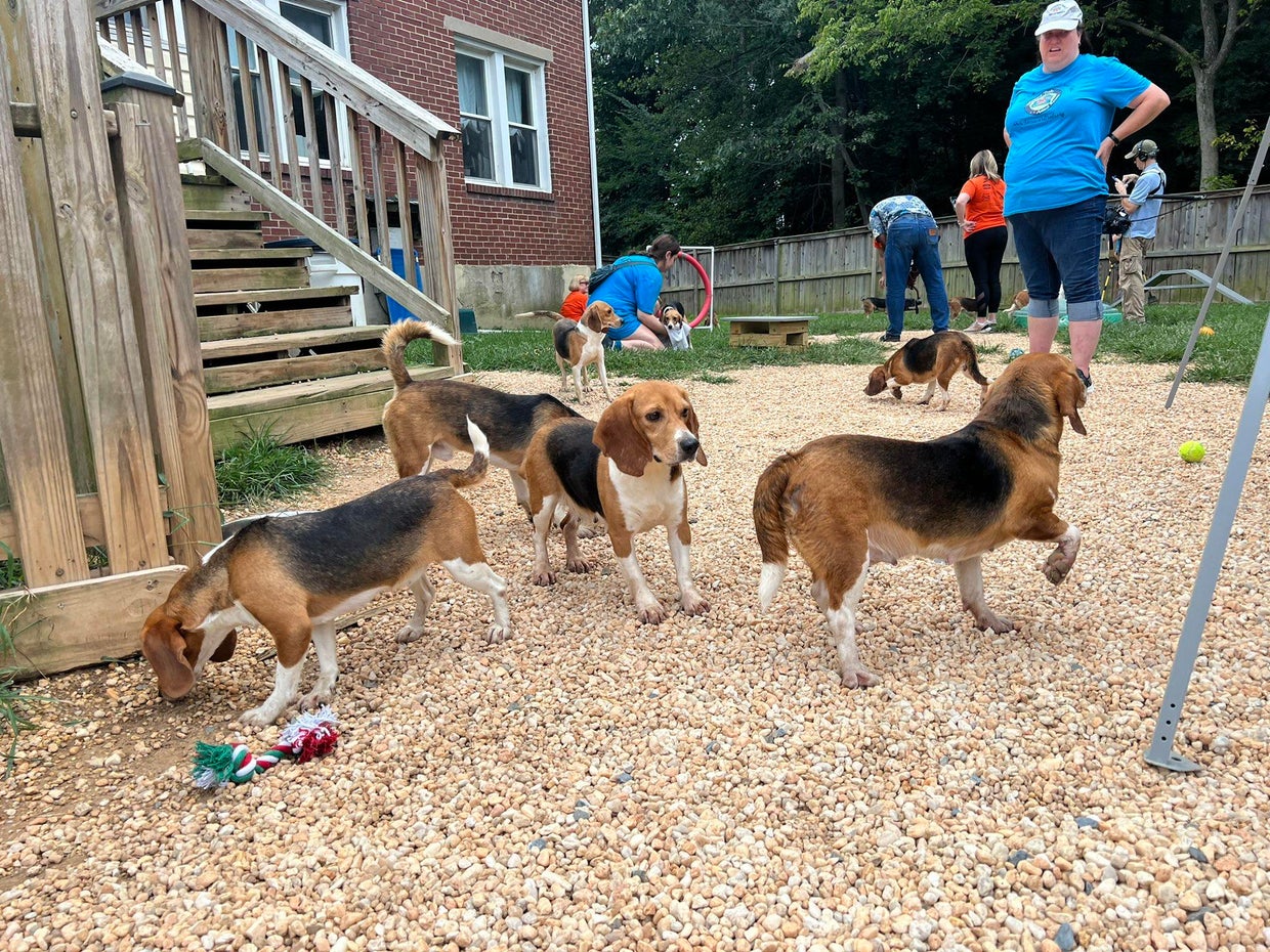 How volunteers across the country are stepping in to help 4,000 beagles ...