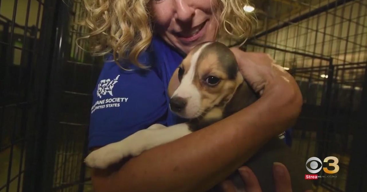 20 beagles headed to Philadelphia region after Humane Society of the ...