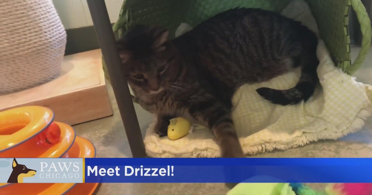 PAWS Pet of the Week: Drizzel - CBS Chicago