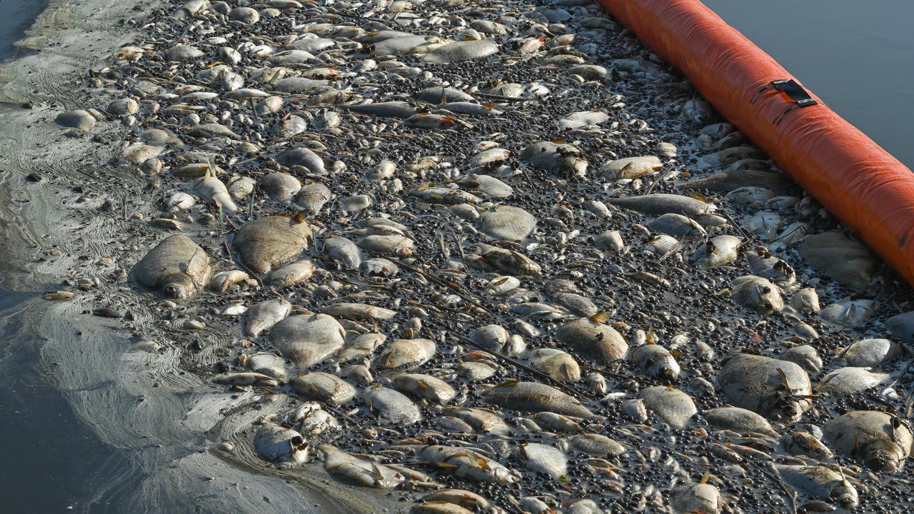 Fish Kill news - Today’s latest updates - CBS News