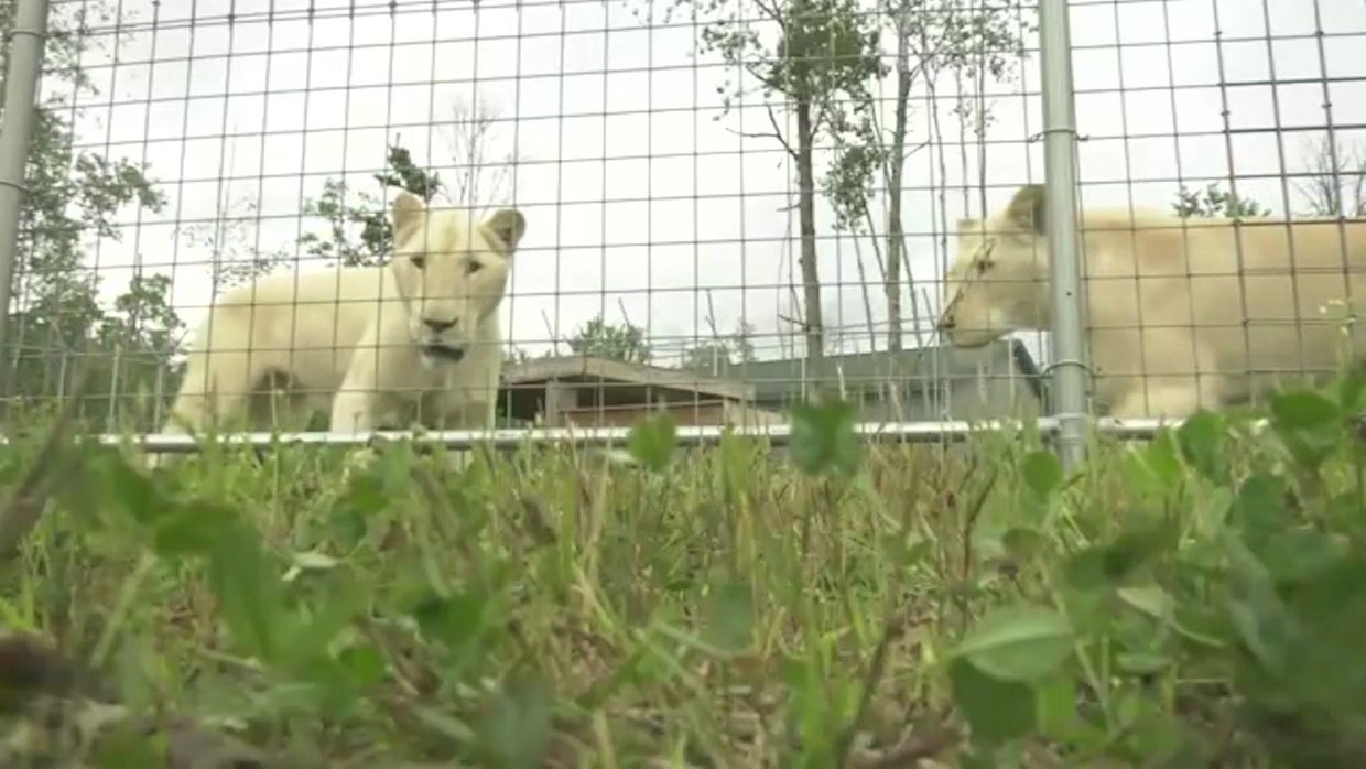 4 big cats from "Tiger King" zoo move to Minnesota sanctuary - CBS ...