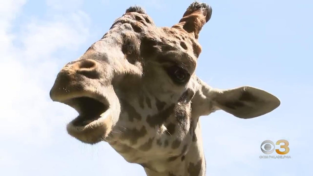 CBS3 SummerFest: Lehigh Valley Zoo in Schnecksville is working to ...