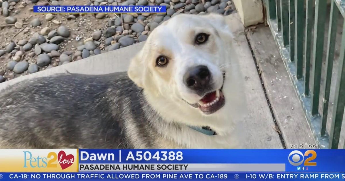 Pets 2 Love: Meet Dawn, a German Sheppard-Husky mix - CBS Los Angeles